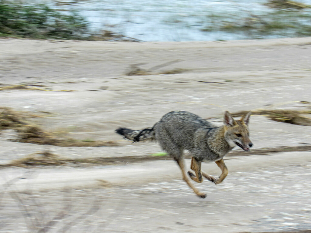 Pampas Fox from Rio Grande, BR-RS, BR on September 30, 2023 at 10:53 AM ...