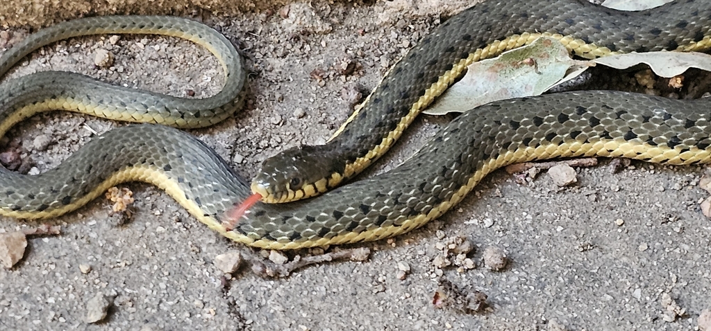 Two-striped Garter Snake in October 2023 by Julie Harski · iNaturalist