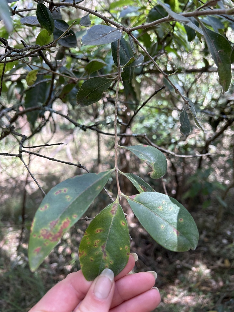 Notelaea longifolia from Shoalhaven - Pt B, AU-NS, AU on October 8 ...