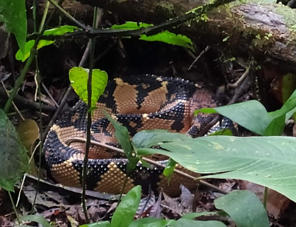 South American Bushmaster in February 2022 by Harold Damián Rodríguez ...