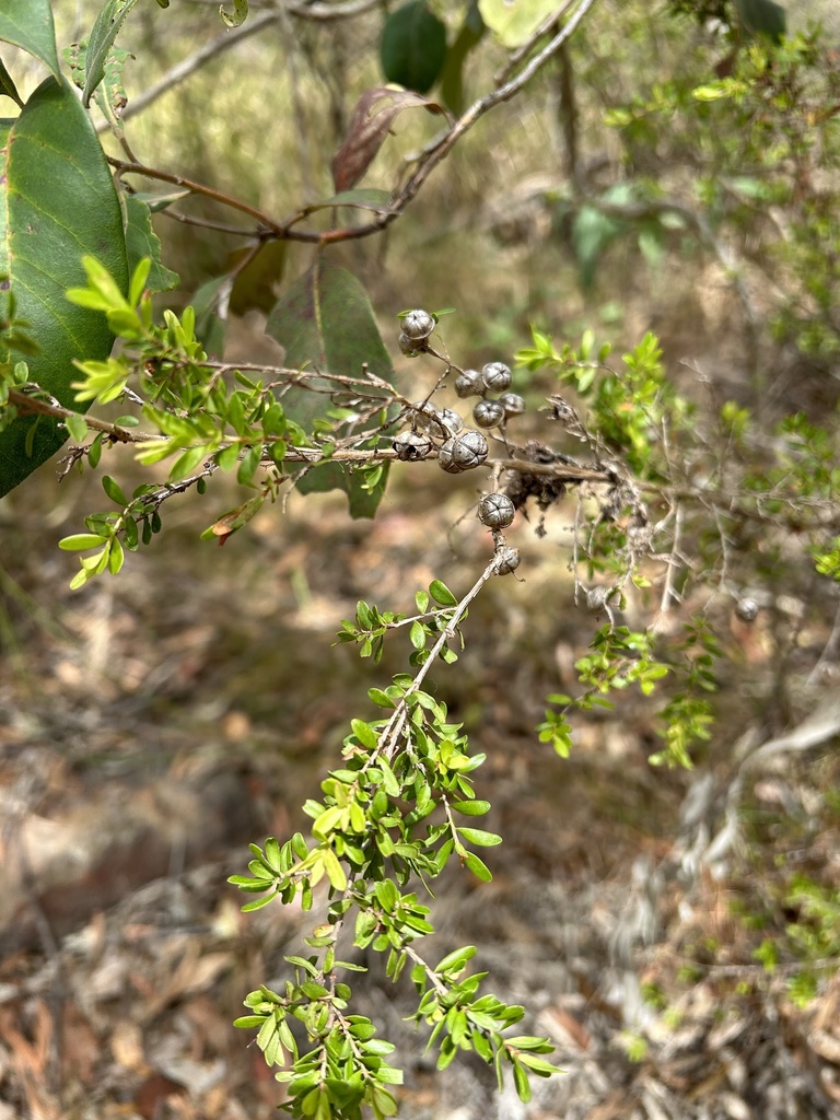 Tantoon from Glass House Mountains National Park, Beerburrum, QLD, AU ...