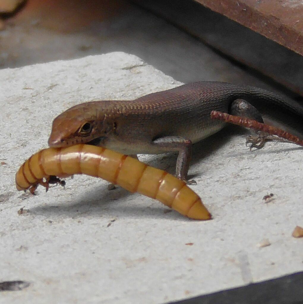 Robust Rainbow-skink from Watsonville QLD 4887, Australia on October 8 ...