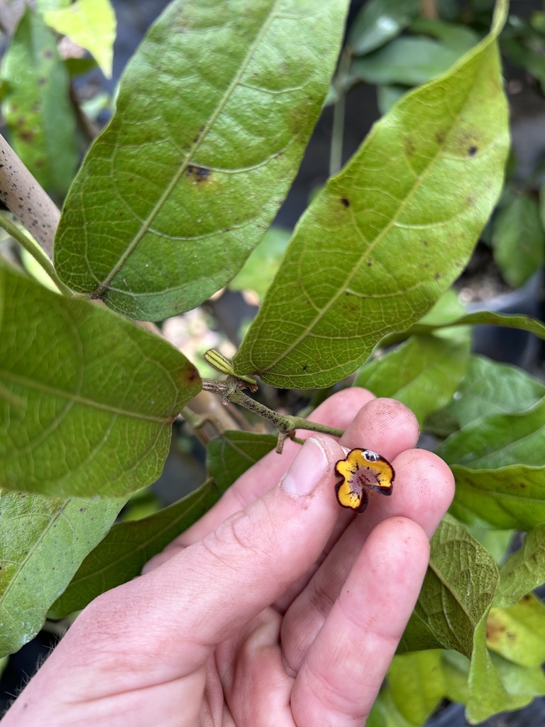 birdwing butterfly vine in October 2023 by denimcc · iNaturalist