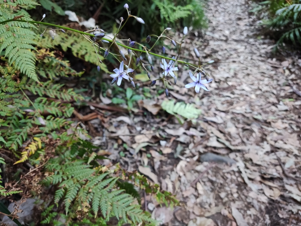 flax-lilies from Quarter Sessions Rd before Howes Cl, Westleigh NSW ...