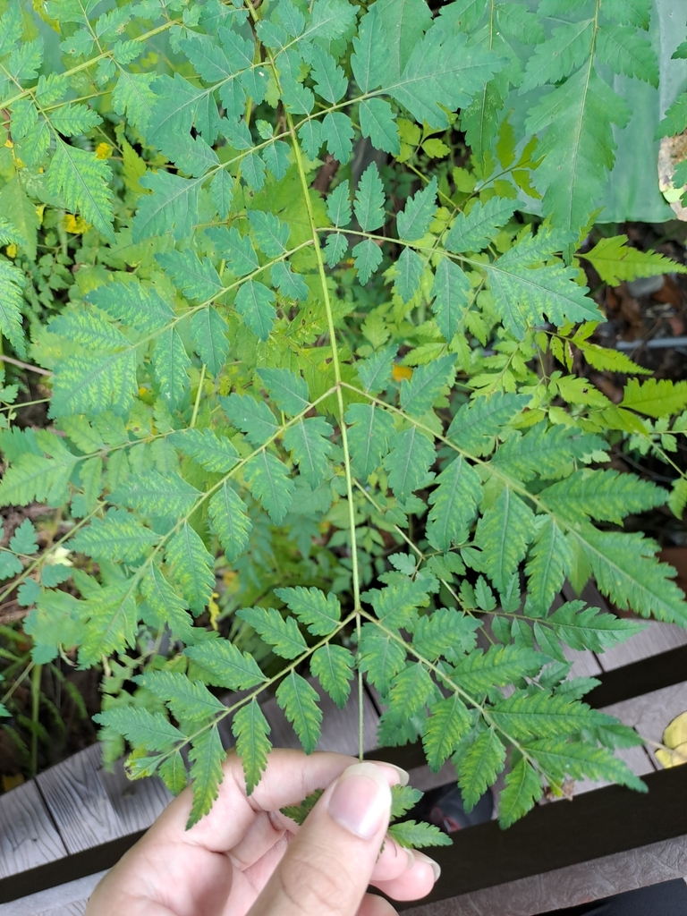 Flamegold Rain Tree from 237台灣新北市三峽區中埔里 on October 8, 2023 at 12:38 PM ...