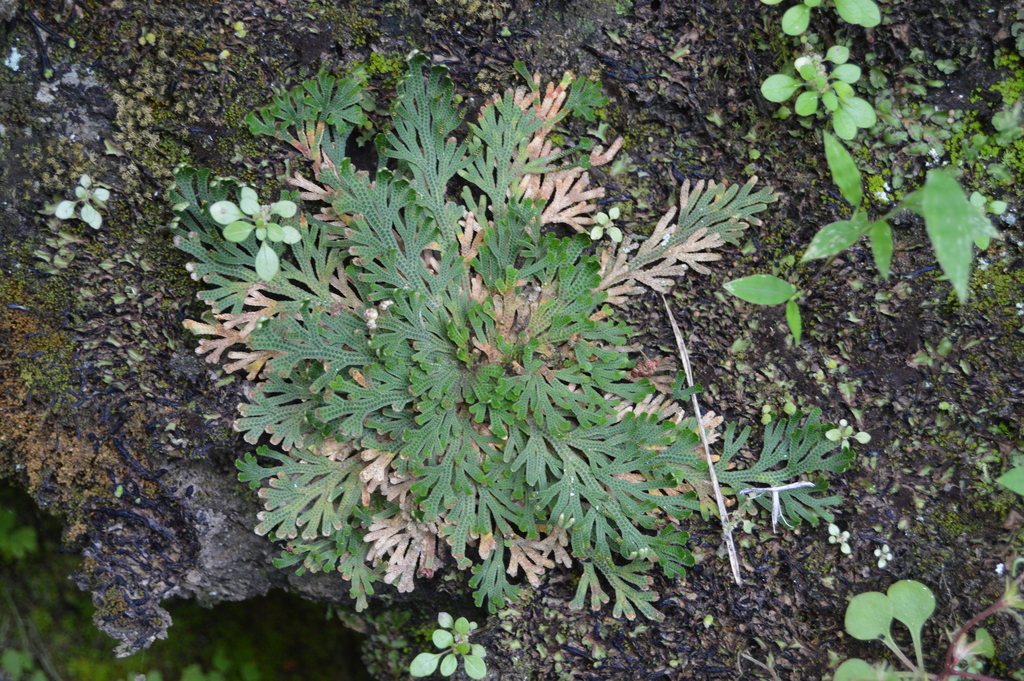 resurrection plant from Guadalajara, Jal., México on October 7, 2023 at ...