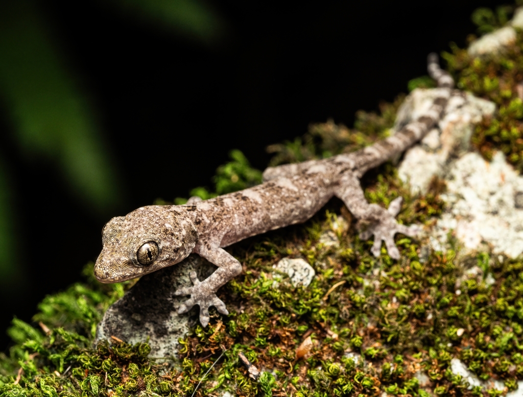Chinese Narrow-disked Gecko in October 2023 by Caius Cheung · iNaturalist