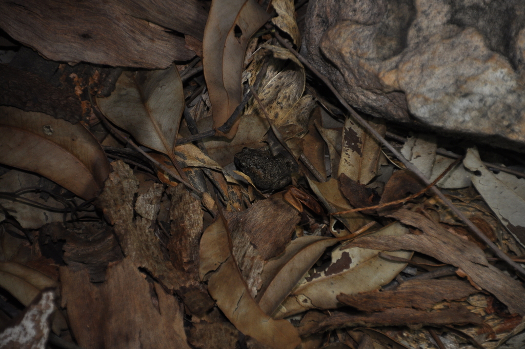 Fat Toadlet from Mcarthur, Northern Territory, Australia on December 13 ...