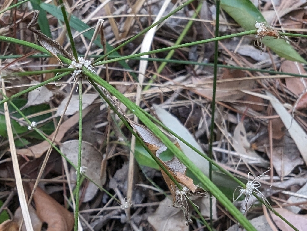 Lomandra from Manly West, AU-QL, AU on October 8, 2023 at 04:20 PM by ...