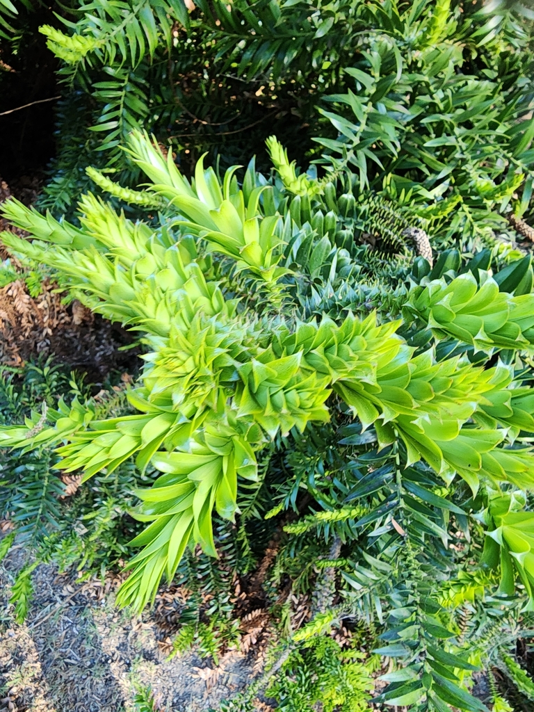 Bunya Pine from Royal Randwick, Centennial Park NSW 2021, Australia on ...