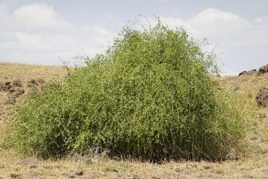 toothbrush tree from Ngorongoro, Tanzania on September 4, 2021 at 12:42 ...