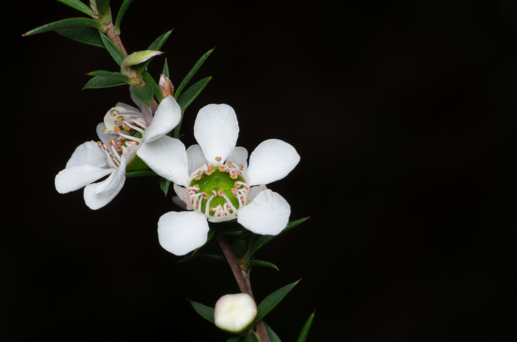 Tea Trees from Melbourne VIC, Australia on October 8, 2023 at 05:42 PM ...