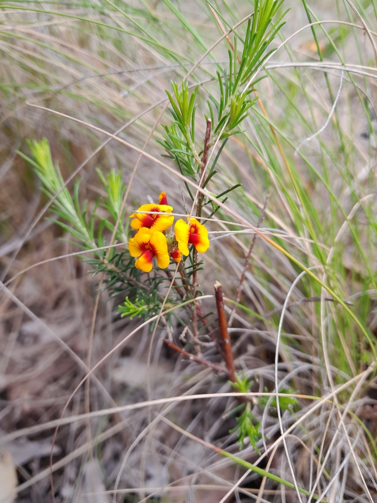 grey parrot pea from Smiths Gully VIC 3760, Australia on October 8 ...
