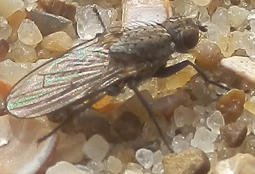 Seaweed Flies from Затока, Одесская область, Украина, 67772 on March 31 ...