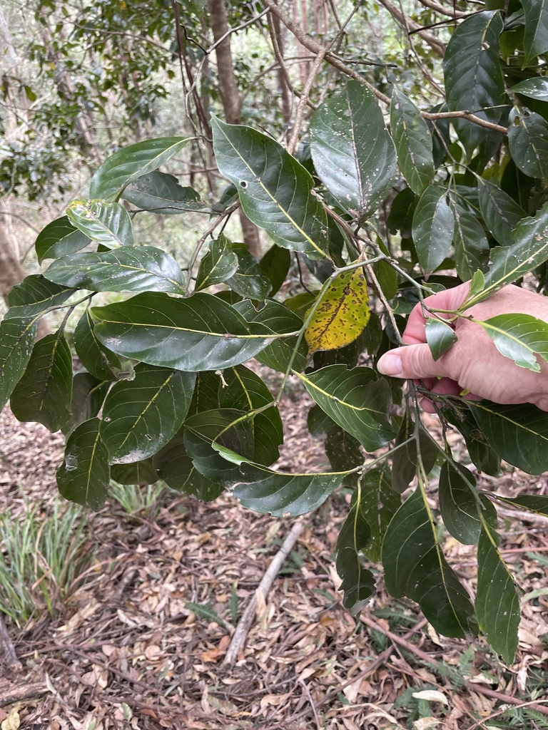 Endiandra in October 2023 by acgc · iNaturalist