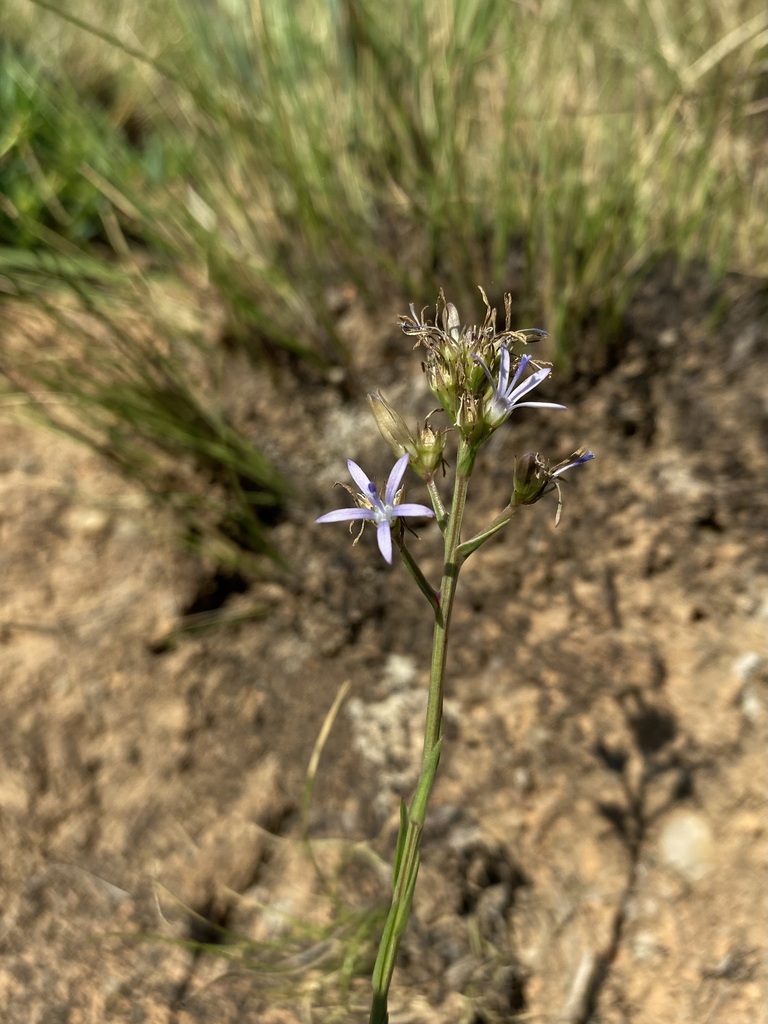 Wahlenbergia huttonii in October 2023 by Carel Fourie · iNaturalist