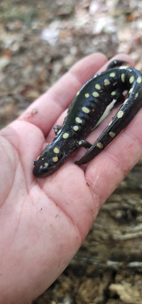 Spotted Salamander in October 2023 by Dave Odd · iNaturalist
