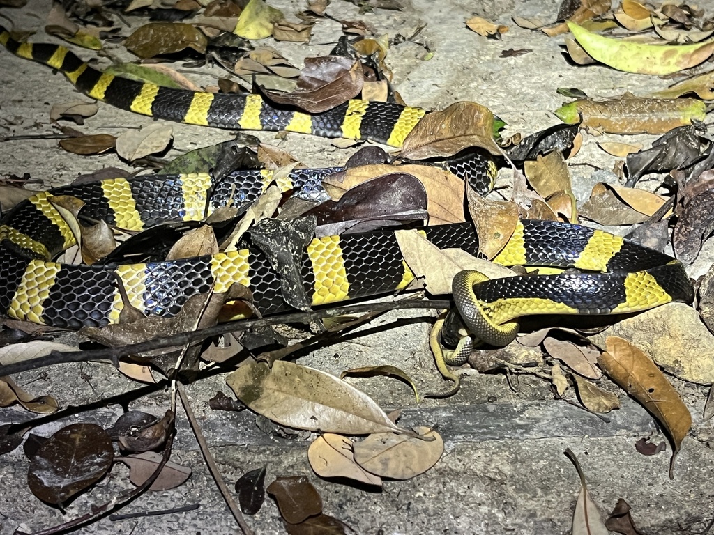 Banded Krait in October 2023 by justaname · iNaturalist