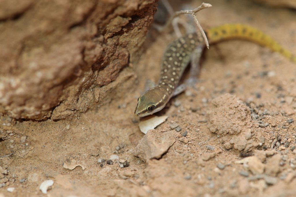 Brosset's Lizard-fingered Gecko from Province de Tiznit, Maroc on ...