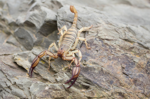 Genus Metaiurus · iNaturalist