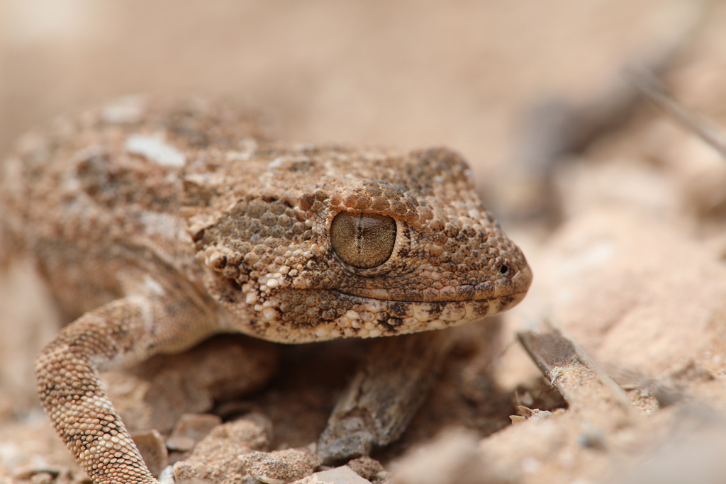 Helmethead Gecko in September 2023 by Antoine Coquis. Under a stone ...