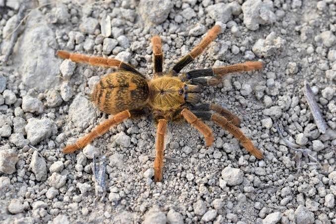 Tanzanian Black-and-olive Baboon Spider from Same, TZ-KL, TZ on ...