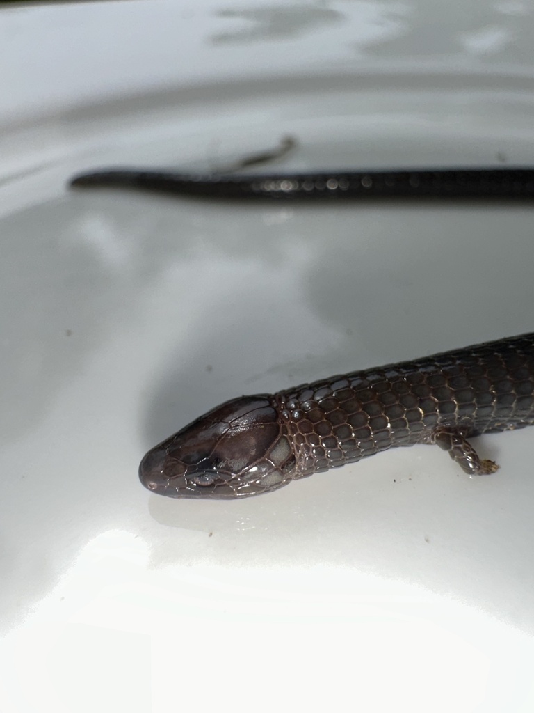 Bachia blairi in October 2023 by mark knetsch · iNaturalist