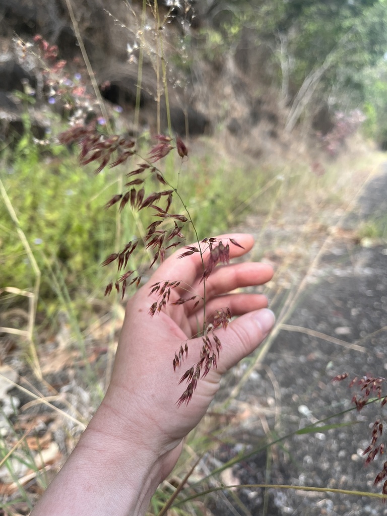 Natal grass from Macalister Range National Park, Wangetti, QLD, AU on ...
