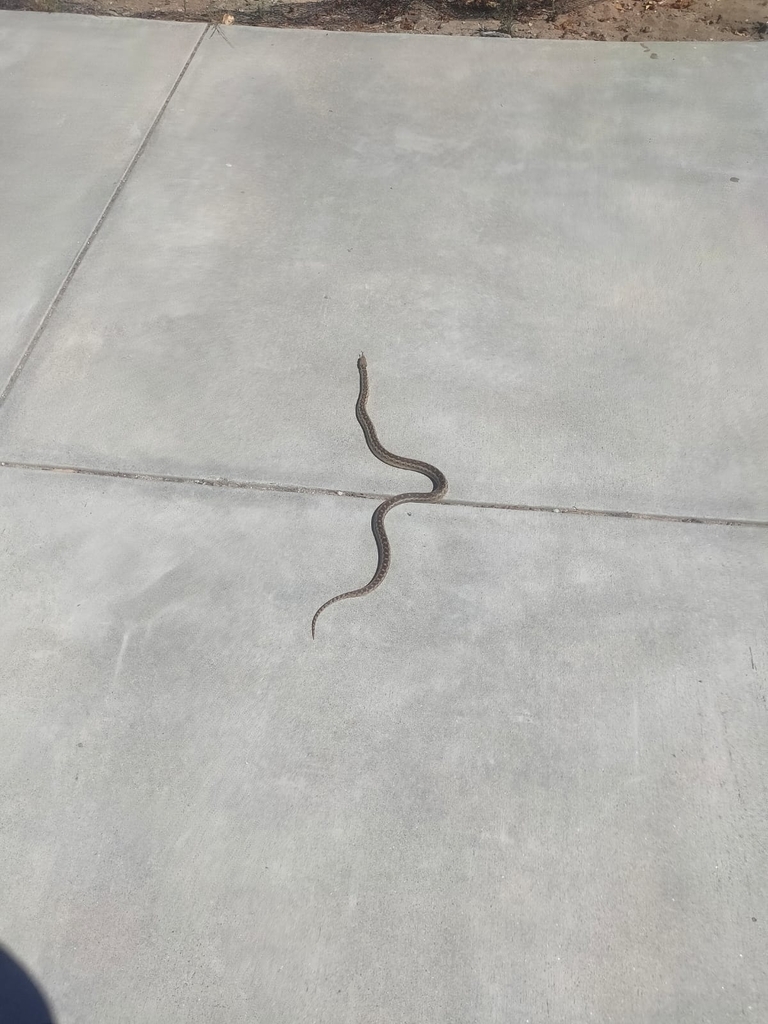 Gopher Snake from Seaside, CA, USA on October 8, 2023 at 11:12 AM by ...
