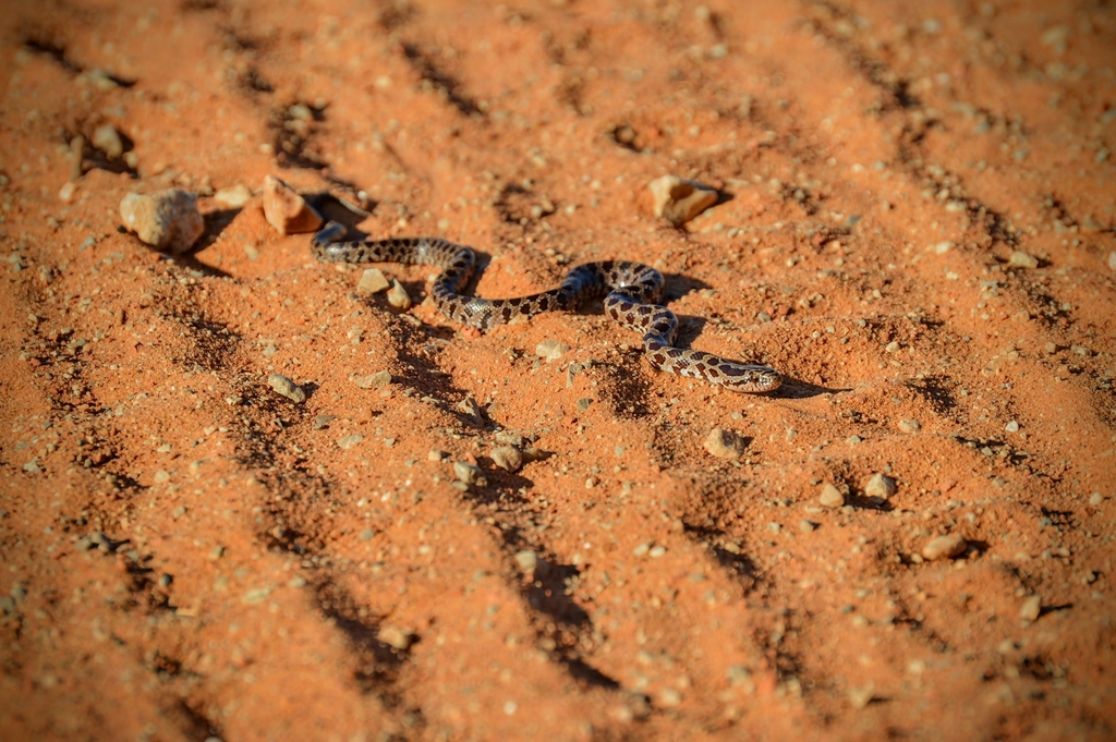 Prairie Kingsnake in October 2023 by Herp Texas · iNaturalist