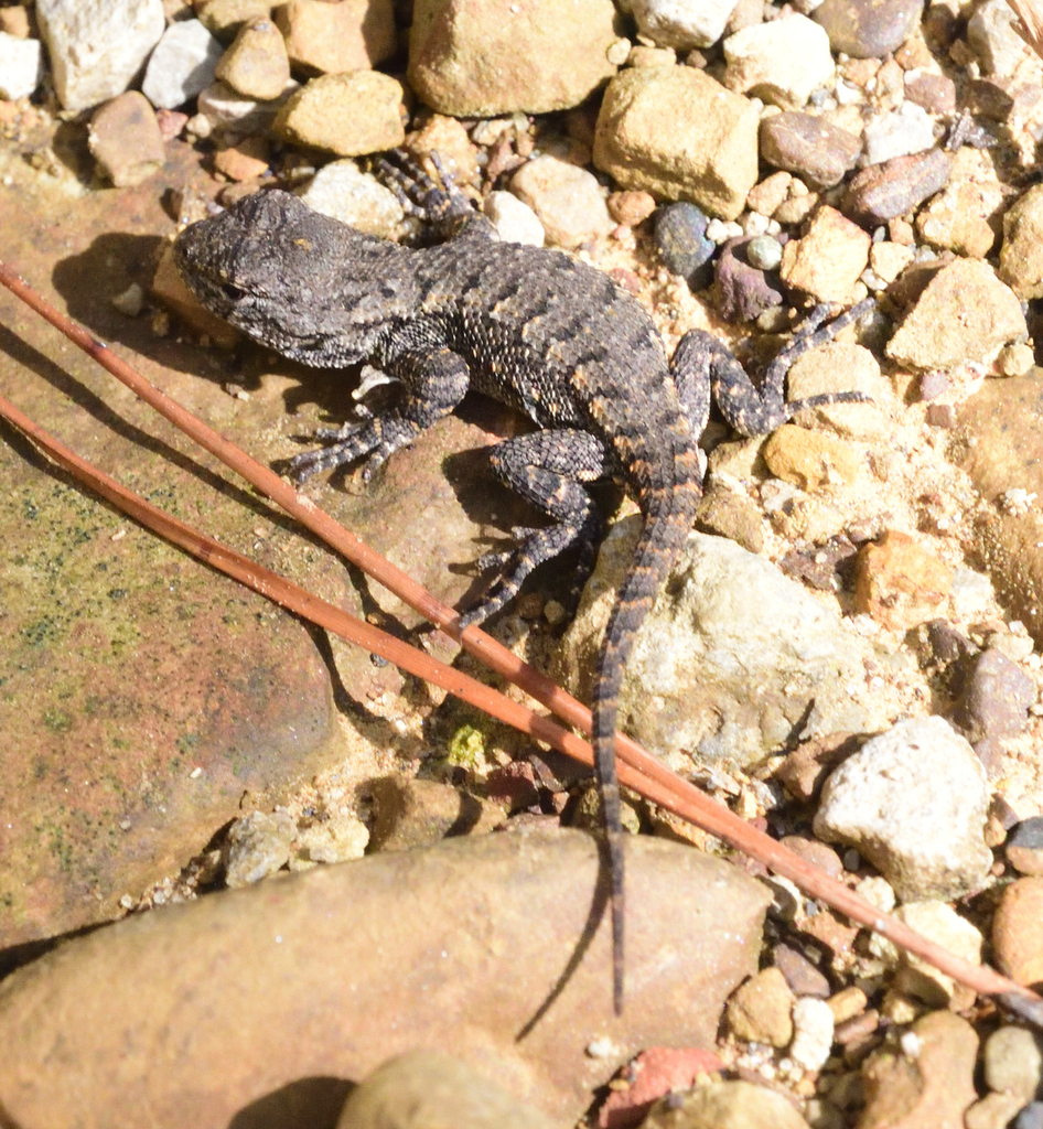 Eastern Fence Lizard from Shawnee state Park, Scioto County, OH, USA on ...