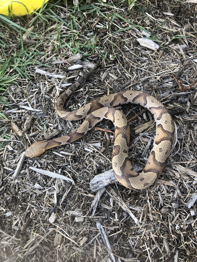 Eastern Copperhead from Arundel Blvd, Crownsville, MD, US on October 8 ...