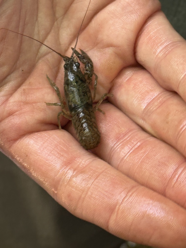 Virile Crayfish from Forest Park, Bloomington, IL, US on October 4 ...