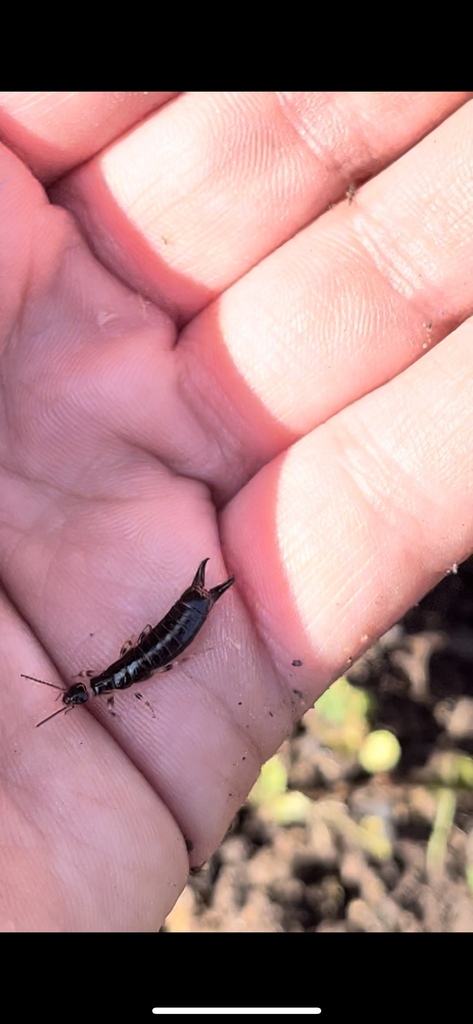 Extant Earwigs from NC State University, Raleigh, NC, US on October 8 ...