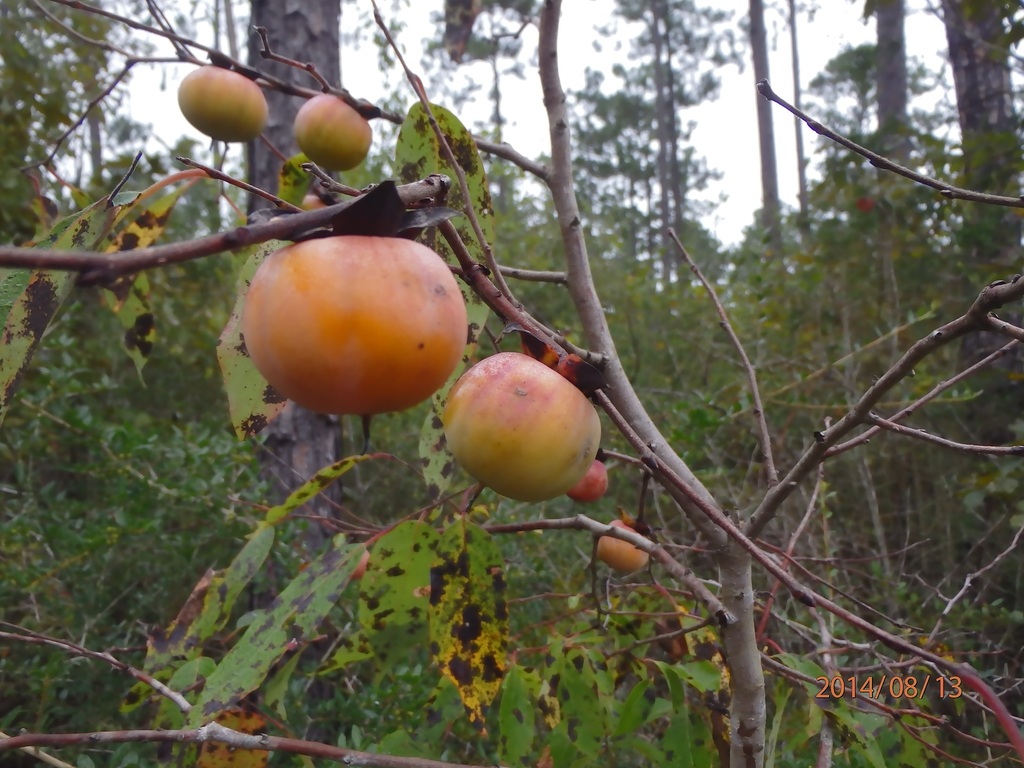 American persimmon from Harrison County, MS, USA on August 13, 2014 at ...
