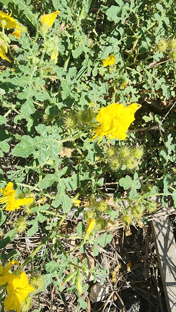 buffalo-bur from McGregor, TX 76657, USA on September 30, 2023 at 10:48 ...