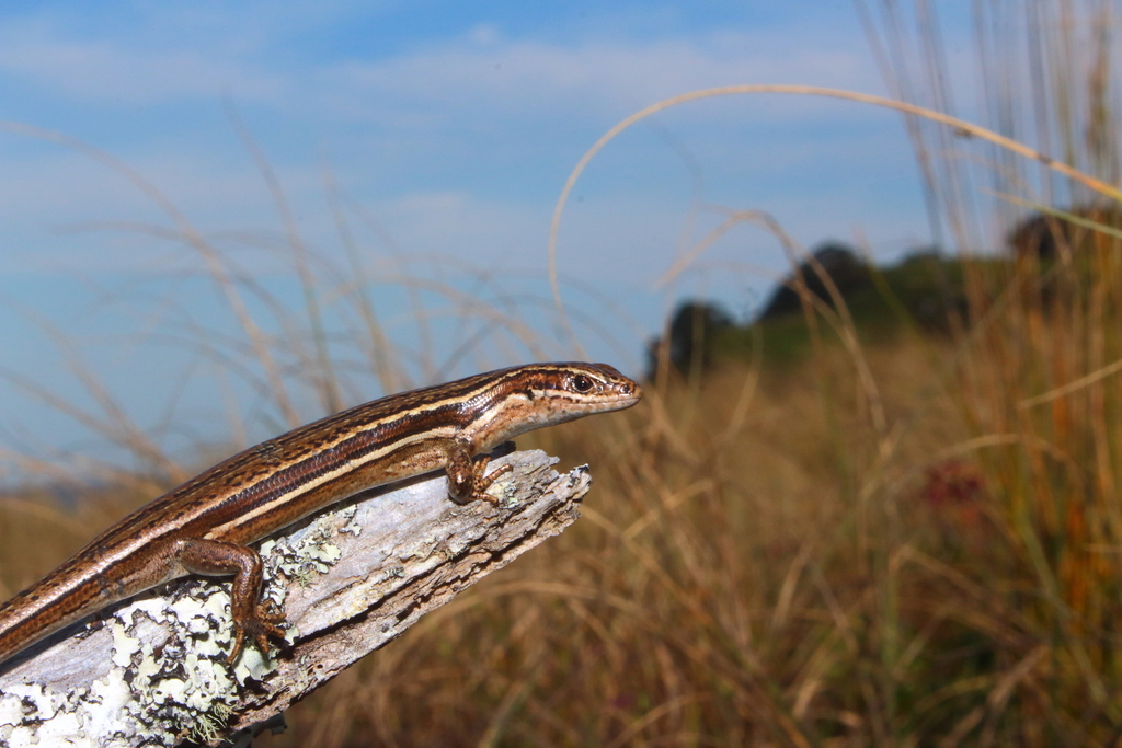 Moko Skink in October 2023 by Timothy Harker · iNaturalist