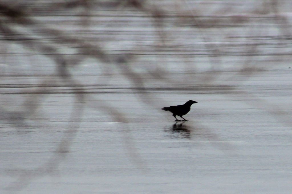 American Crow from Erie County, US-PA, US on March 10, 2019 at 12:53 PM ...