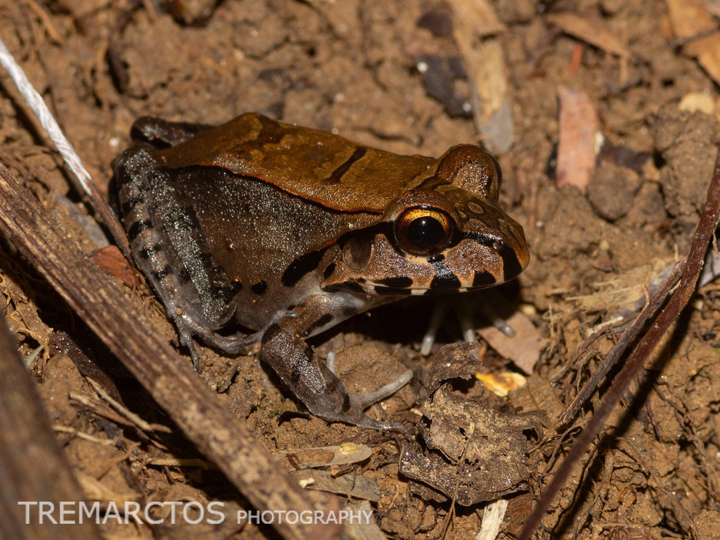 Smoky Jungle Frog from Pantiacolla Lodge, Peru on December 29, 2021 at ...