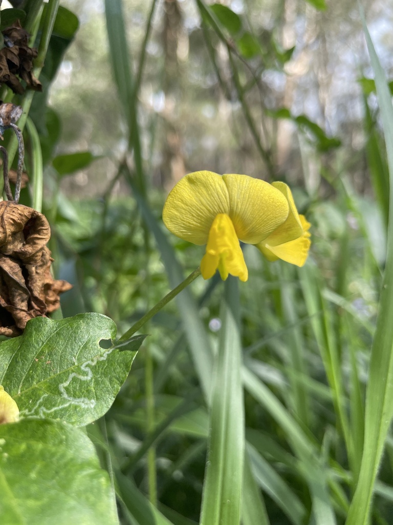 Wild Cowpea from Tovey Park, Boronia Heights, QLD, AU on October 5 ...
