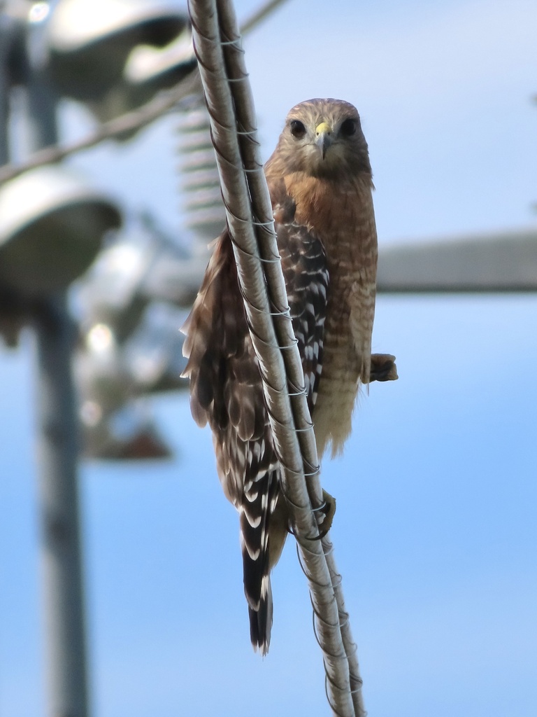 Red-shouldered Hawk from Long Arbor Ln, Katy, TX, US on October 8, 2023 ...
