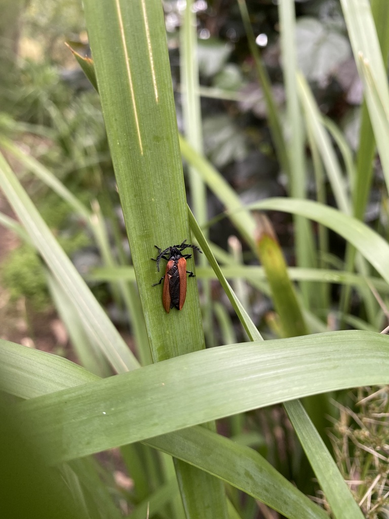 Long-nosed Lycid Beetle from Sydney Park, Alexandria, NSW, AU on ...