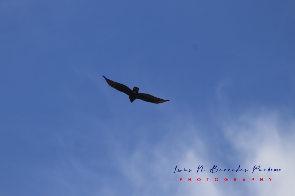 Zone-tailed Hawk from Veracruz on October 8, 2023 at 02:58 PM by Big ...