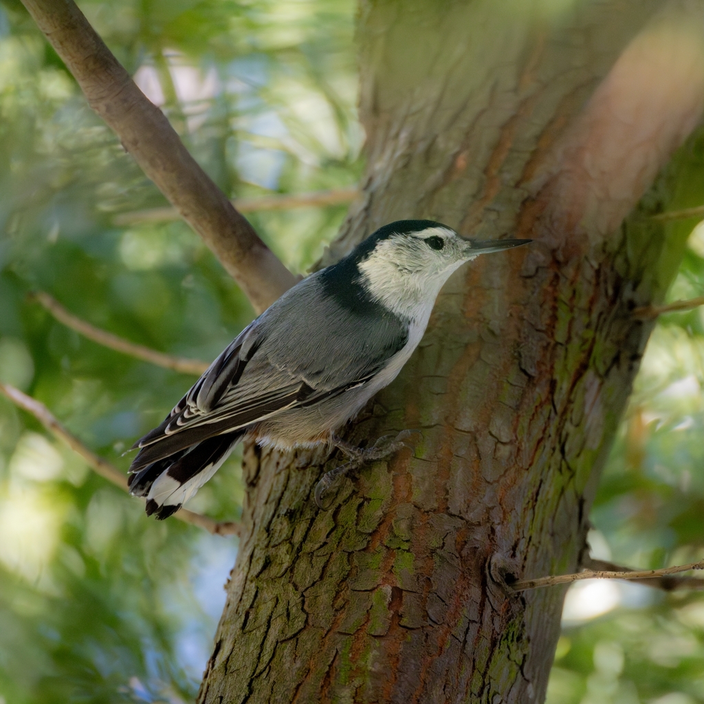 White-breasted Nuthatch from Los Angeles, CA 90027, USA on October 8 ...