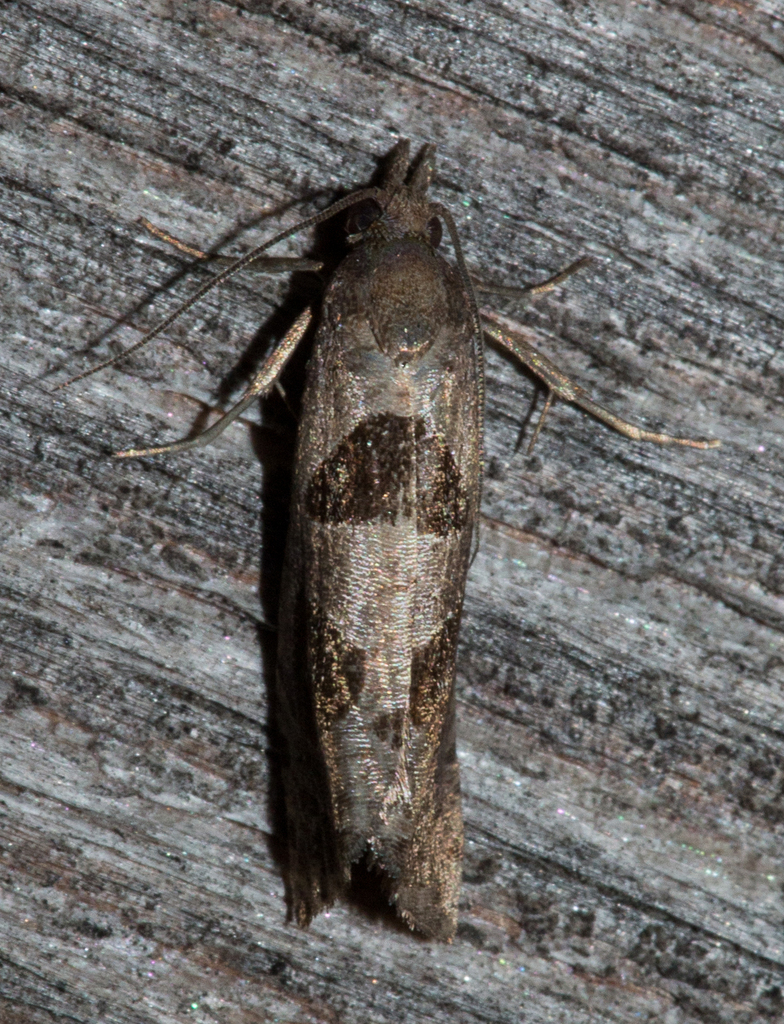 Triangle-backed Pelochrista Moth from Washington County, VT, USA on ...