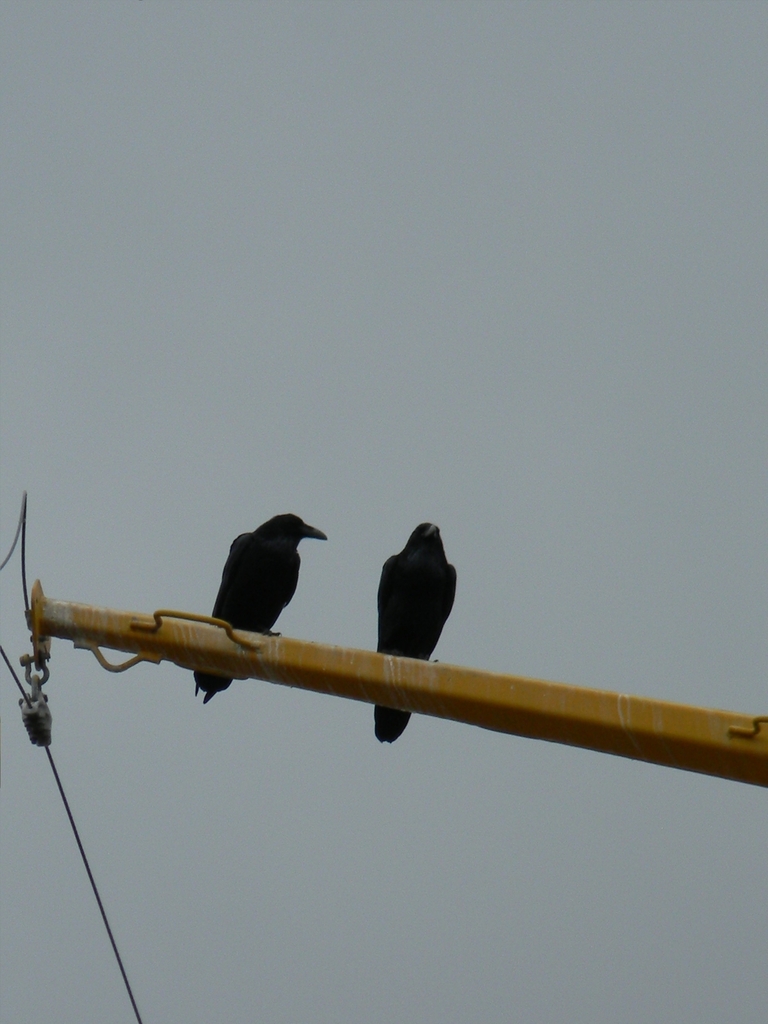 Common Raven from Vicente Guerrero, Dgo., México on October 8, 2023 at ...