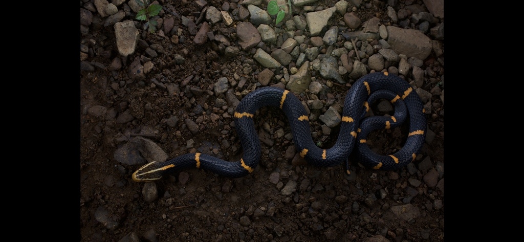 Fea's Viper from 盘龙区, 昆明市, 云南省, CN on October 9, 2023 at 12:15 PM by ...