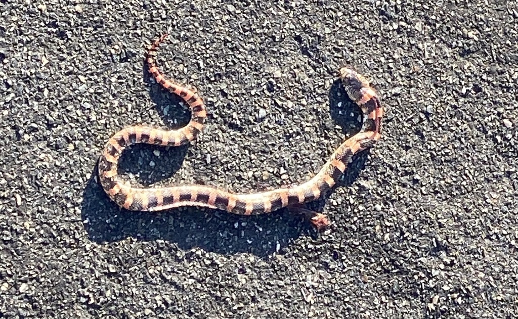 Long-nosed Snake in September 2020 by avid.hiker · iNaturalist