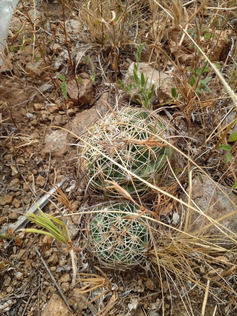 Coryphantha radians in October 2023 by Emmanuel Antonio Carreño ...