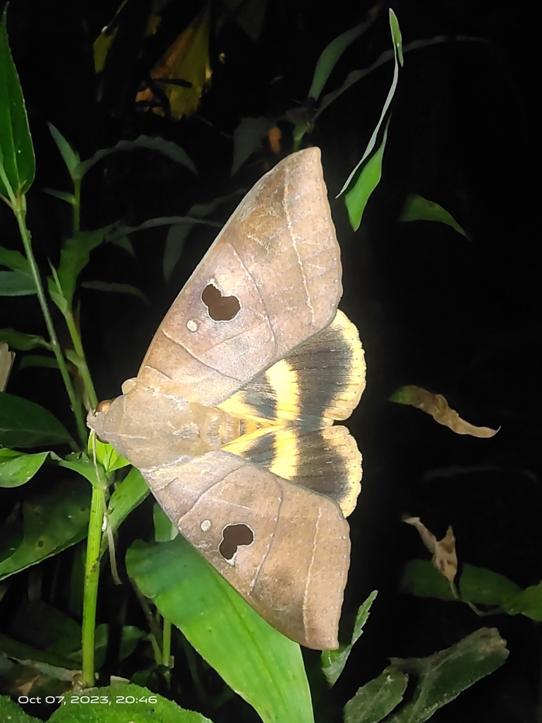 Thyas coronata from Udupi, IN-KA, IN on October 7, 2023 at 08:46 PM by ...